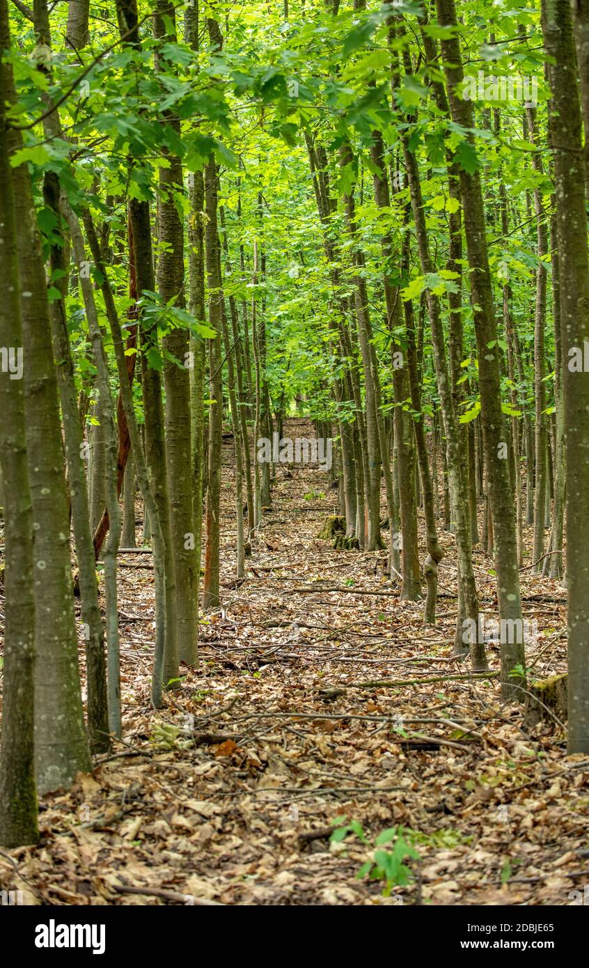 Rows of trees Stock Photo - Alamy