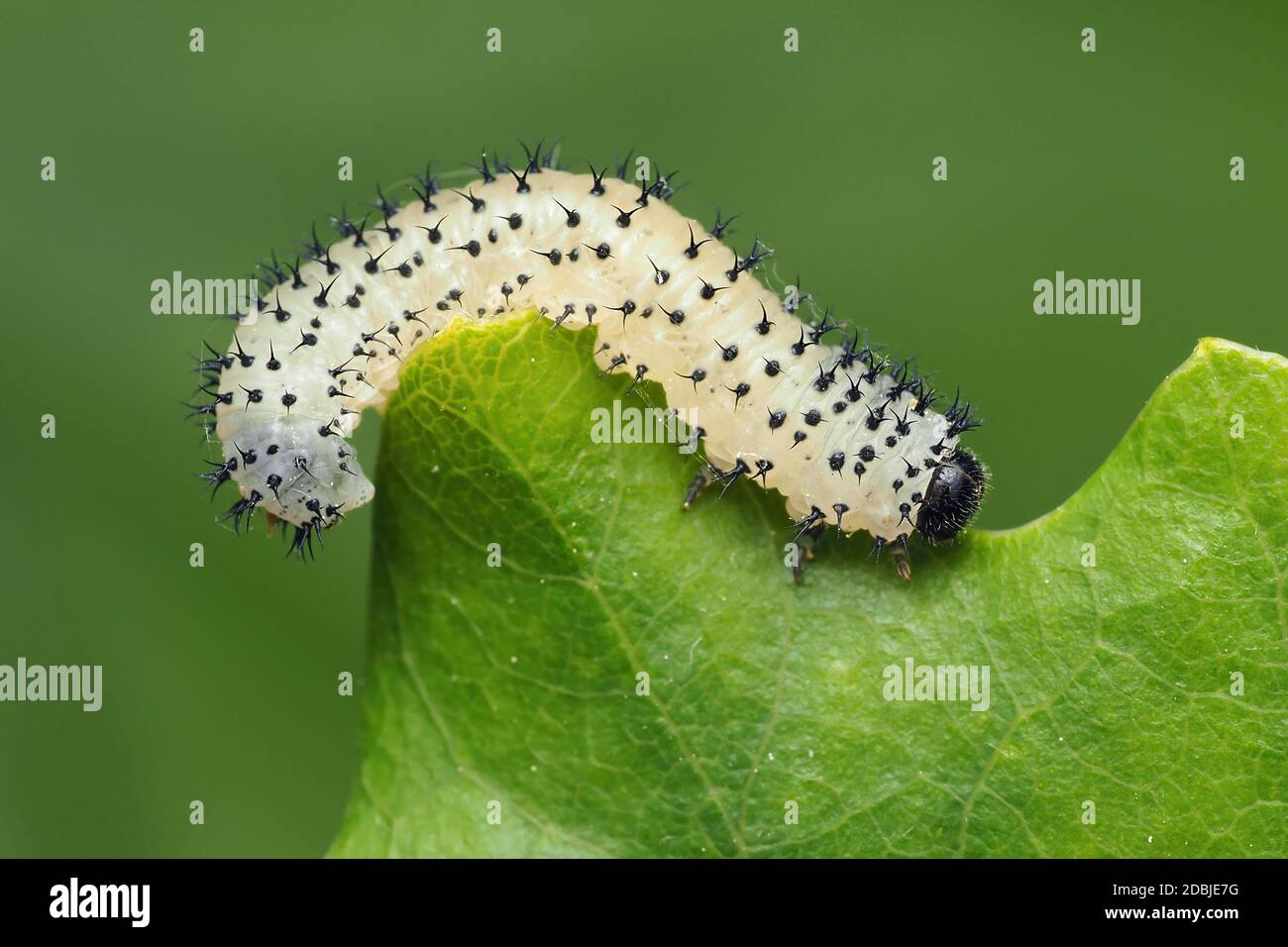 Periclista albida Sawfly larva feeding on oak. Tipperary, Ireland Stock ...