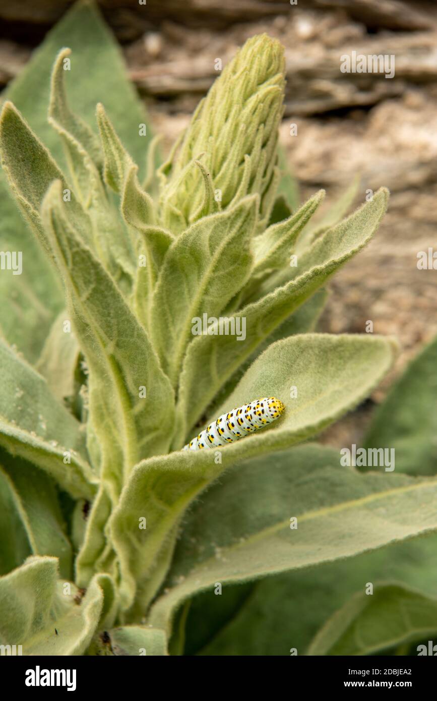 Types of mullein hi-res stock photography and images - Alamy