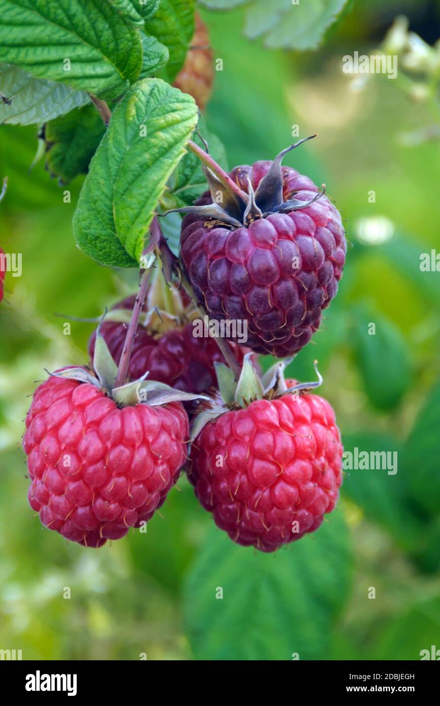 Himbeere hi-res stock photography and images - Alamy