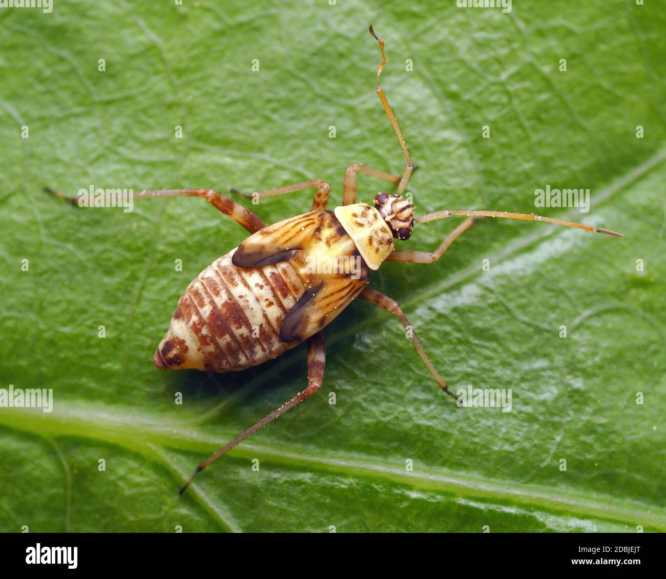 Striped Oak bug nymph (Rhabdomiris striatellus) on underside of oak ...