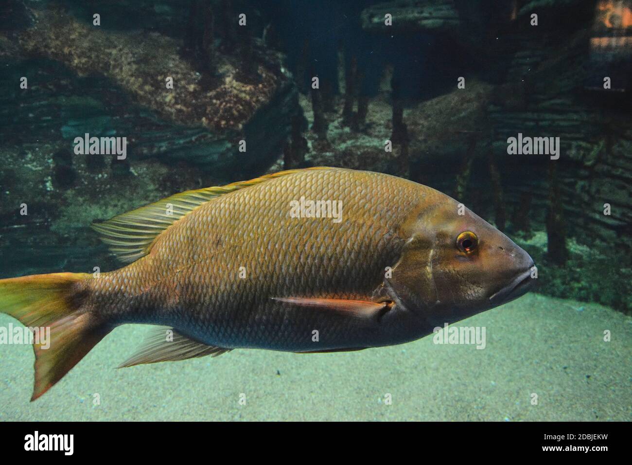 Big lonely fish in the ocean, brown, sand Stock Photo - Alamy
