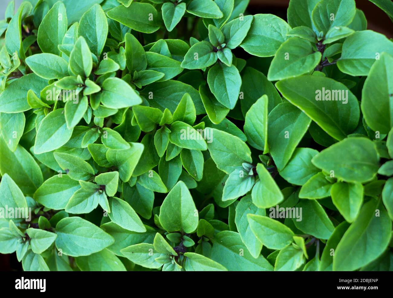 Lots of fresh basil leaves as a background for a vegetable texture ...
