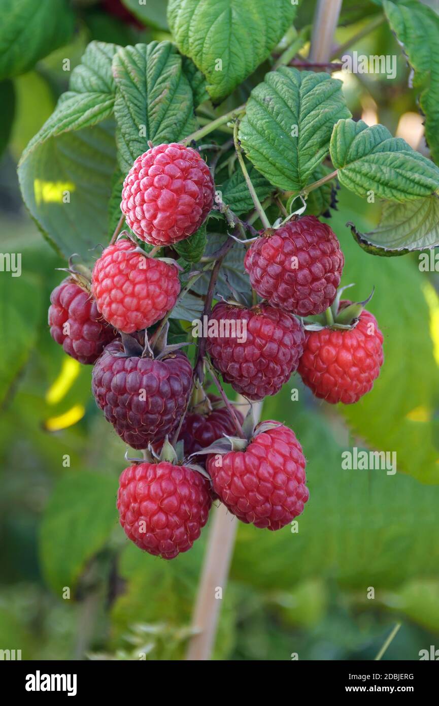 Pokusa High Resolution Stock Photography and Images - Alamy