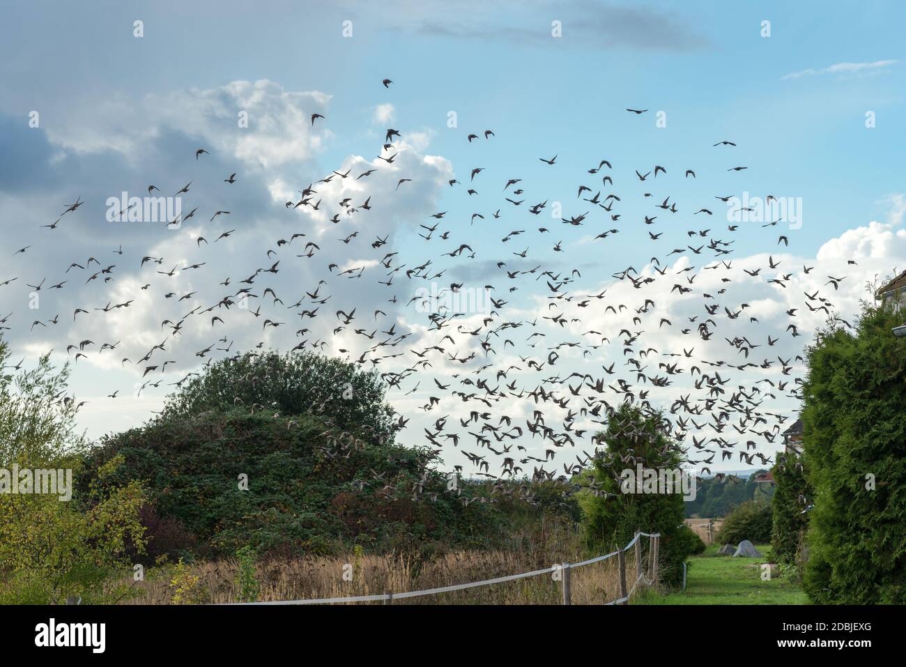A swarm-like flock of starlings Stock Photo - Alamy