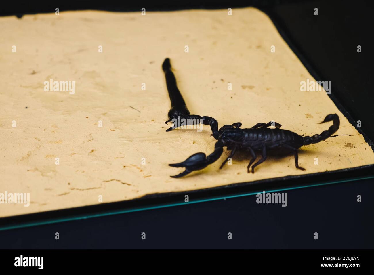 Scorpion with a leech in the terrarium. Black scorpion is a poisonous ...