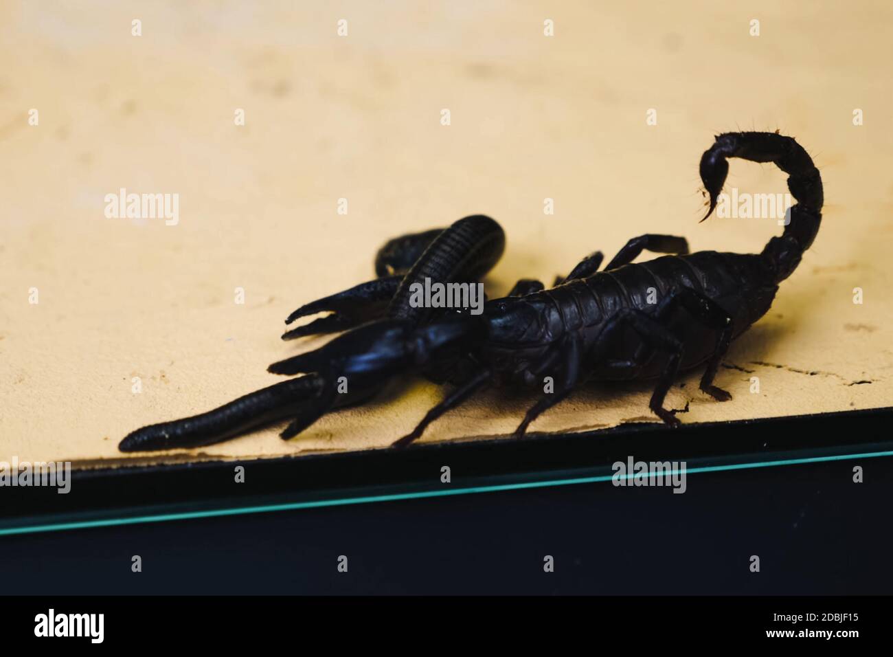 Scorpion with a leech in the terrarium. Black scorpion is a poisonous ...