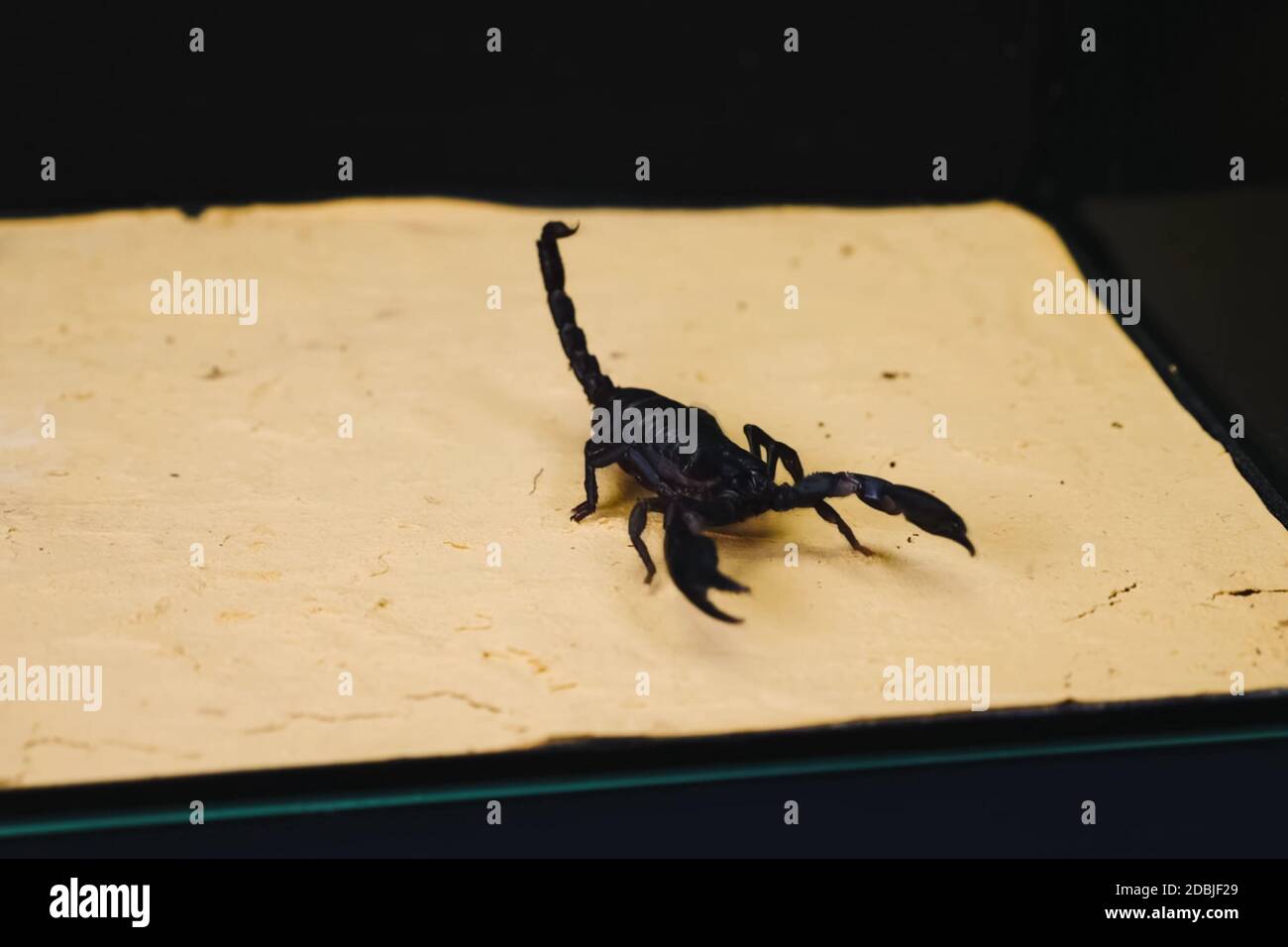 Deadly scorpions hi-res stock photography and images - Alamy