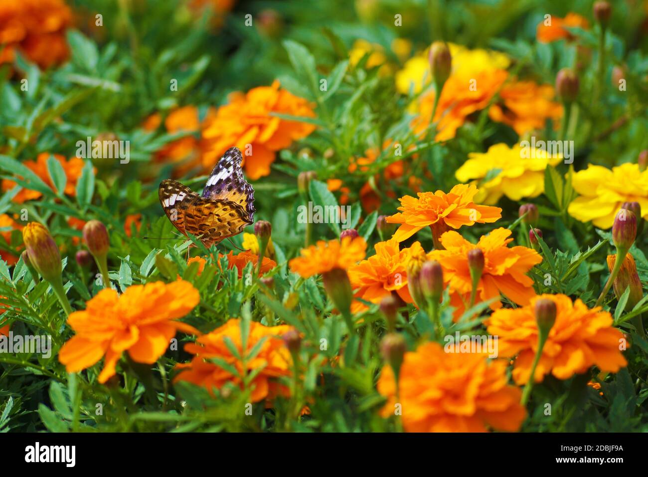 Marigold and butterfly. Shooting Location: Tokyo metropolitan area ...
