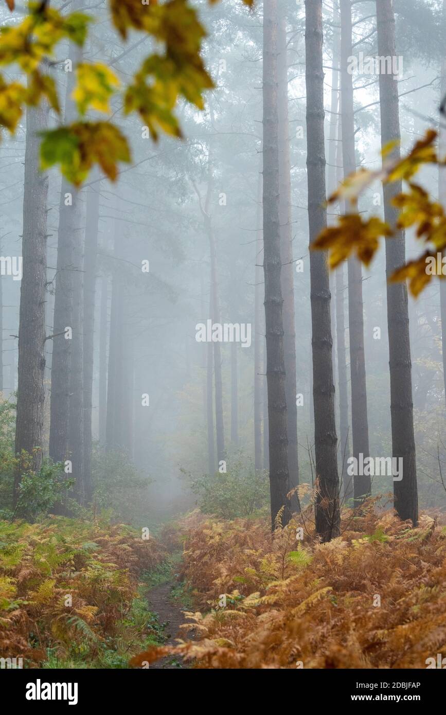 Misty Autumn Morning at Blidworth Bottoms in Nottinghamshire England UK ...