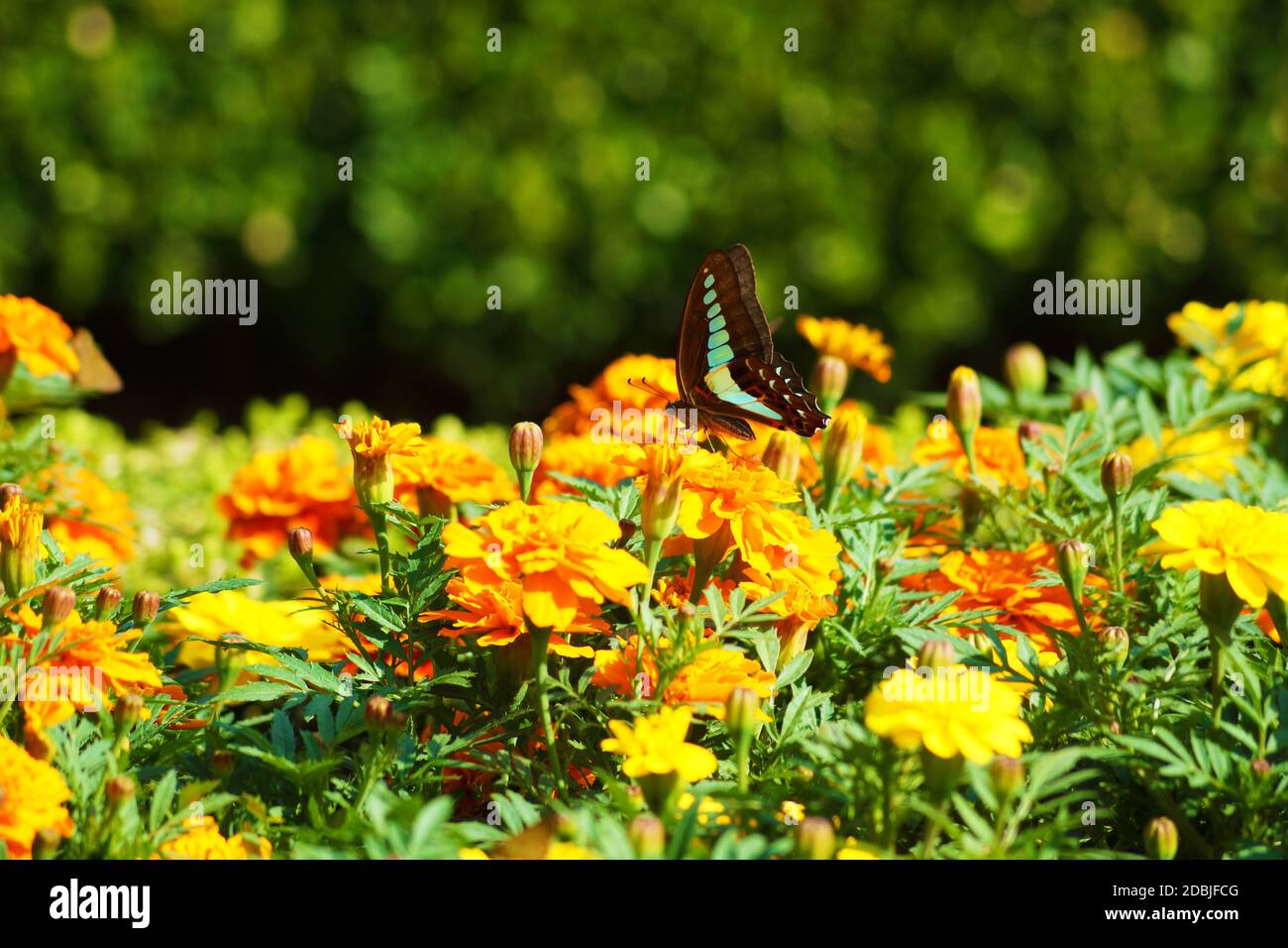 Marigold and butterfly. Shooting Location: Tokyo metropolitan area ...
