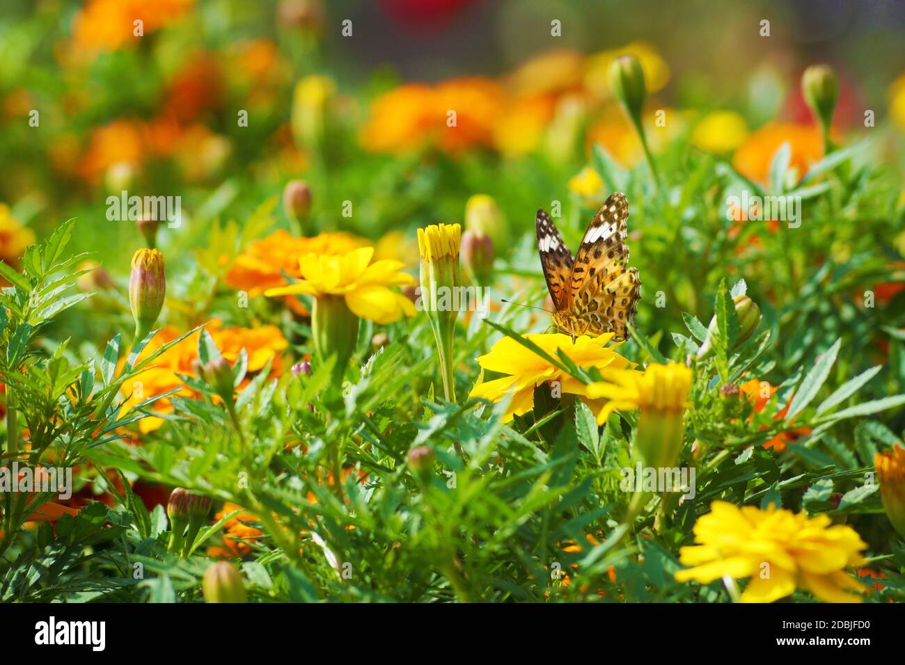 Marigold and butterfly. Shooting Location: Tokyo metropolitan area ...