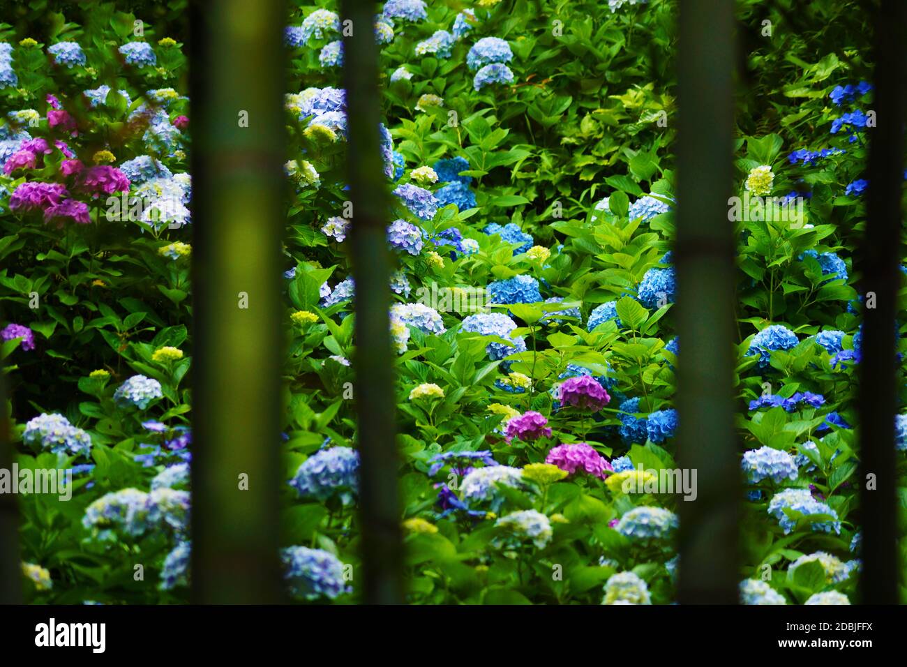 Hydrangea japan forest hi-res stock photography and images - Alamy