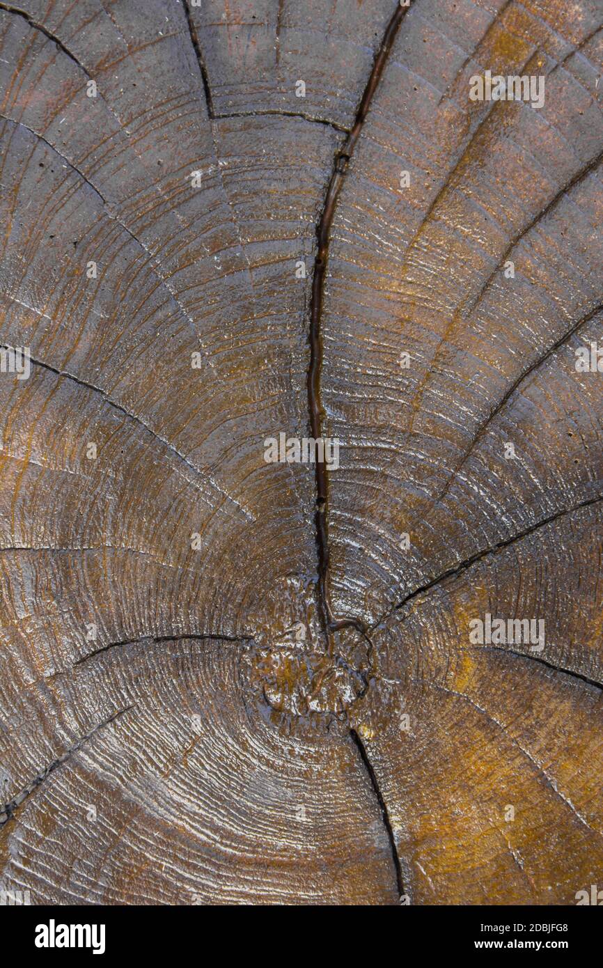 old tree cut texture Stock Photo - Alamy