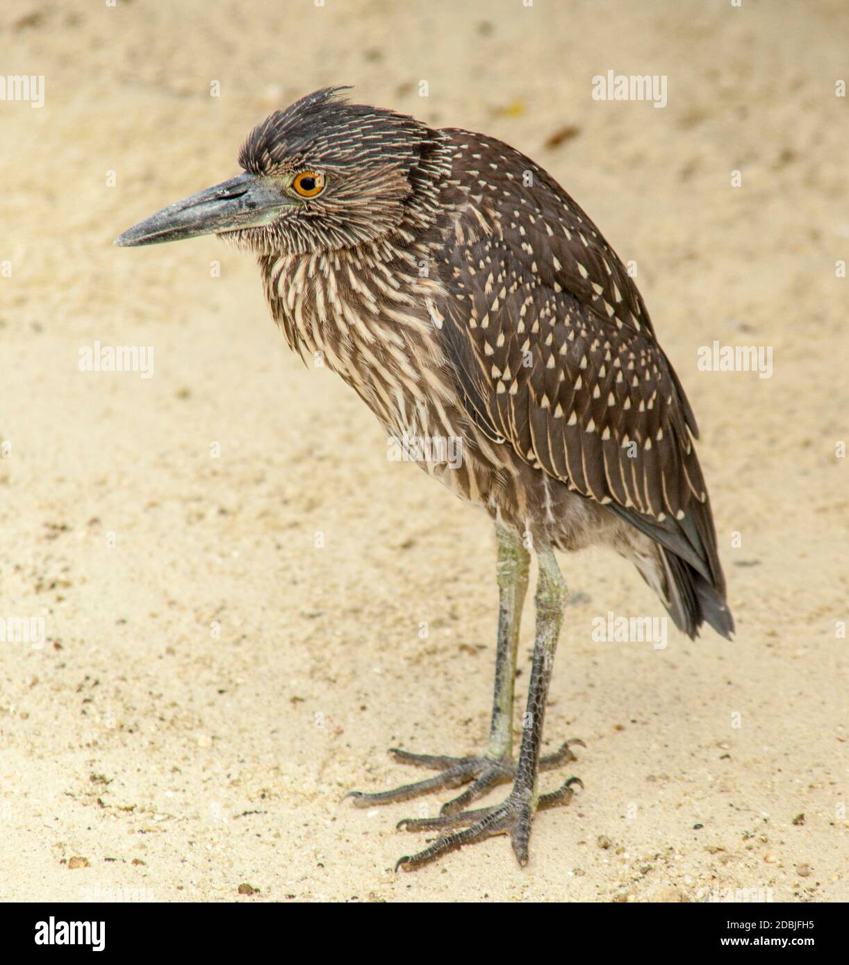 Lava heron standing on hi-res stock photography and images - Alamy