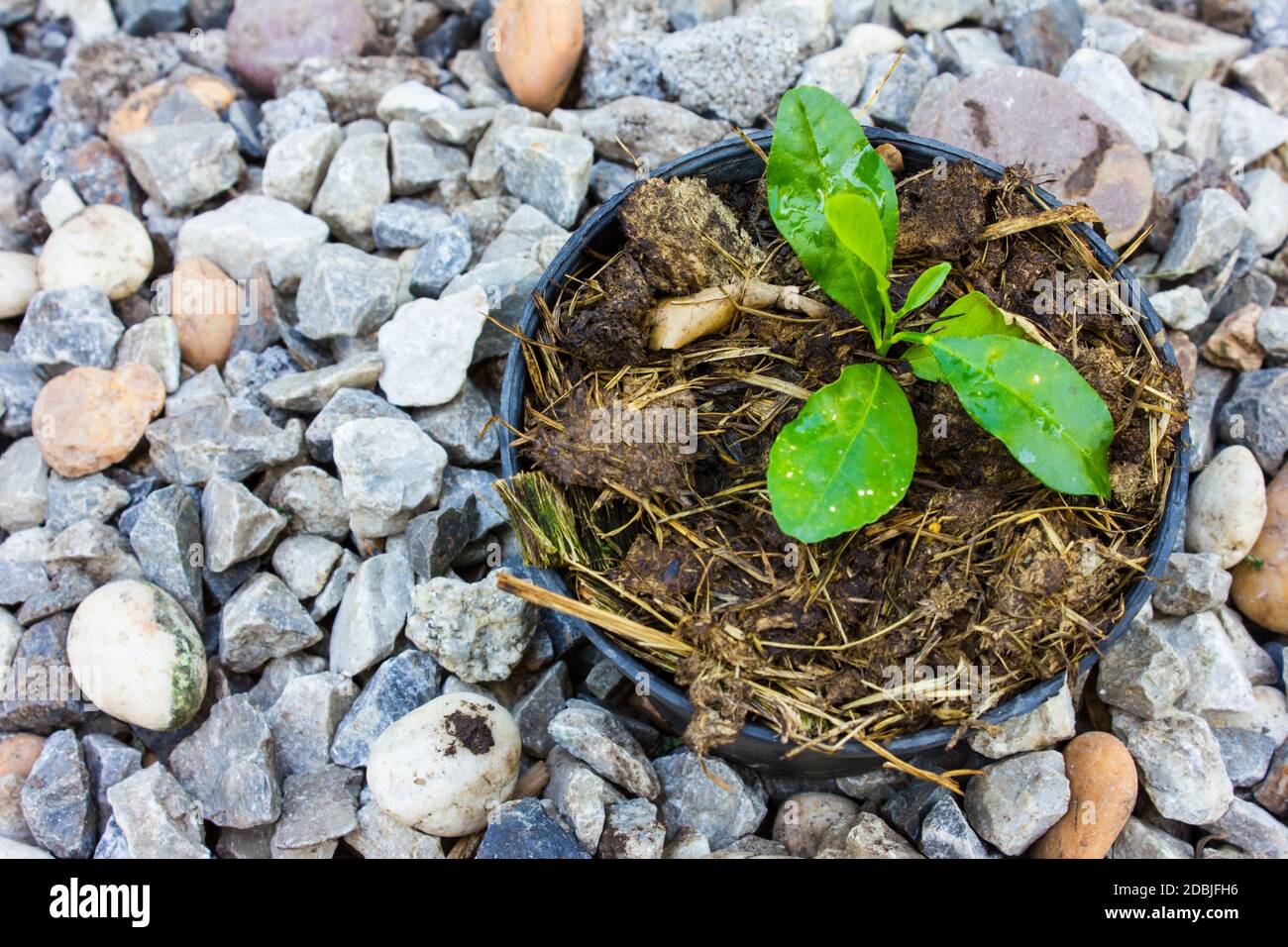 tree in pot prepare to grow in garden Stock Photo - Alamy