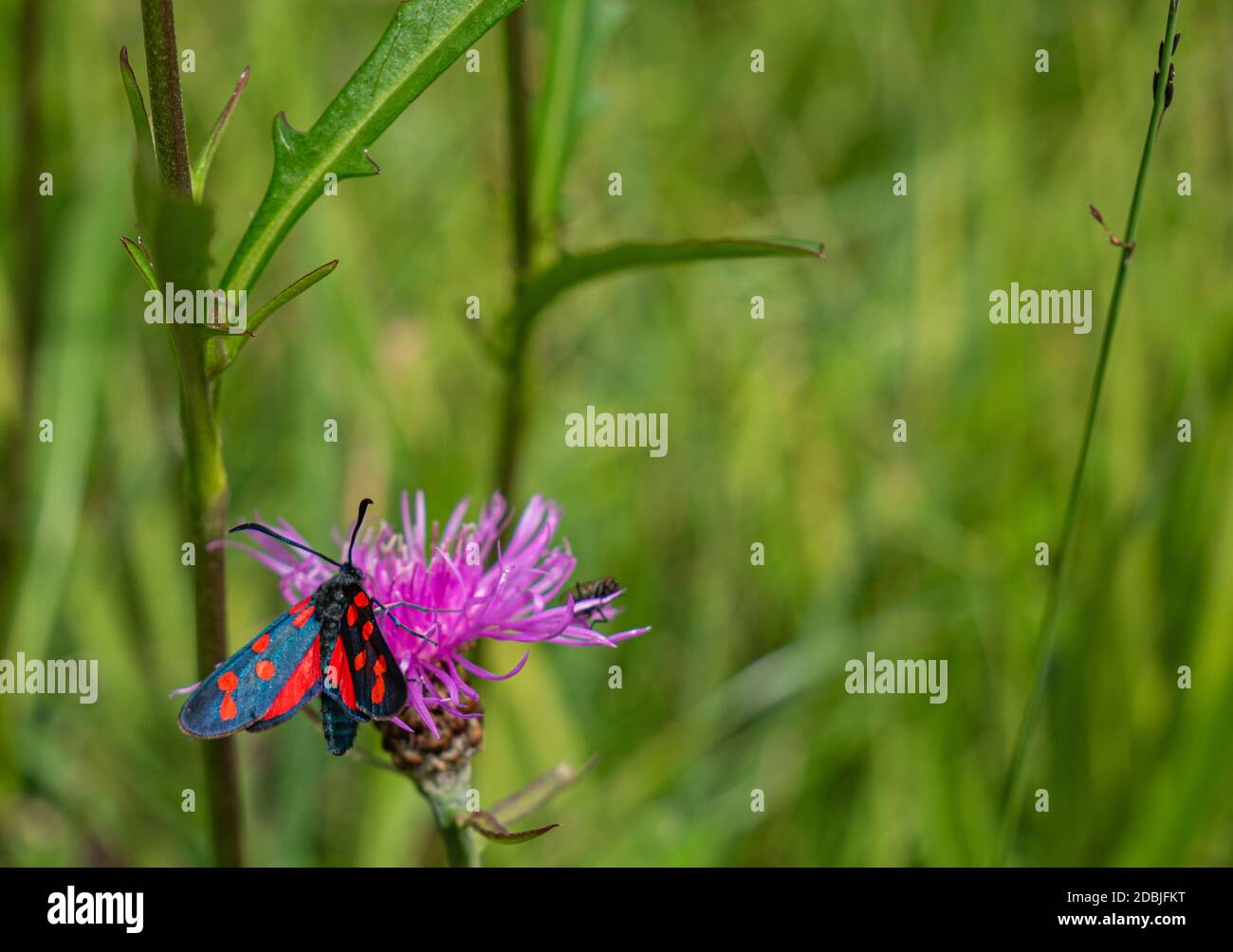 Gray Ram High Resolution Stock Photography and Images - Alamy