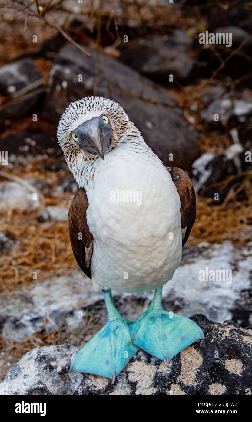The Blue-footed Boobies courtship dance Stock Photo - Alamy