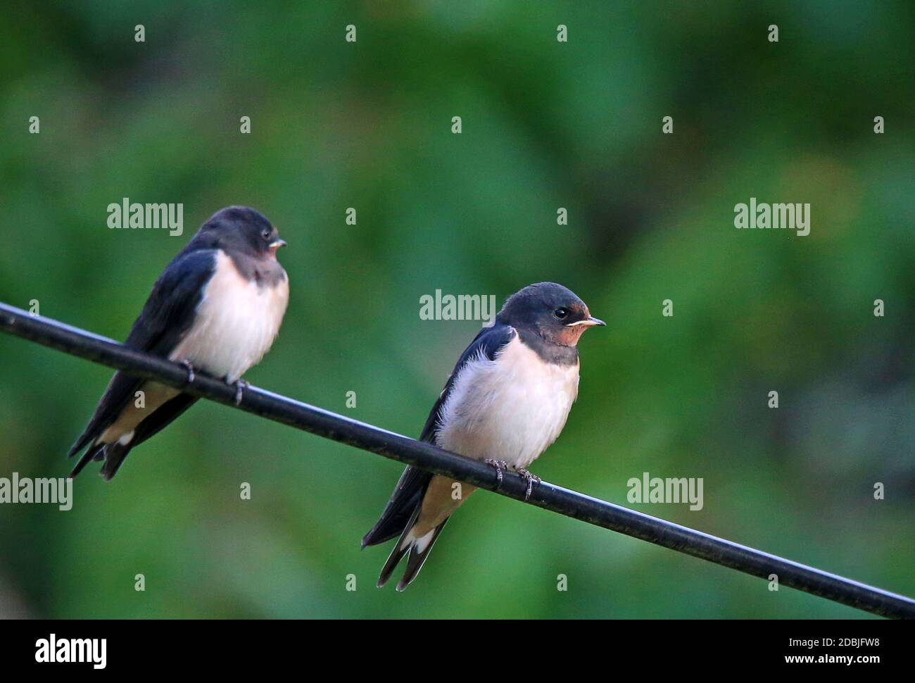 Two young swallow Hirundo rustica Stock Photo - Alamy