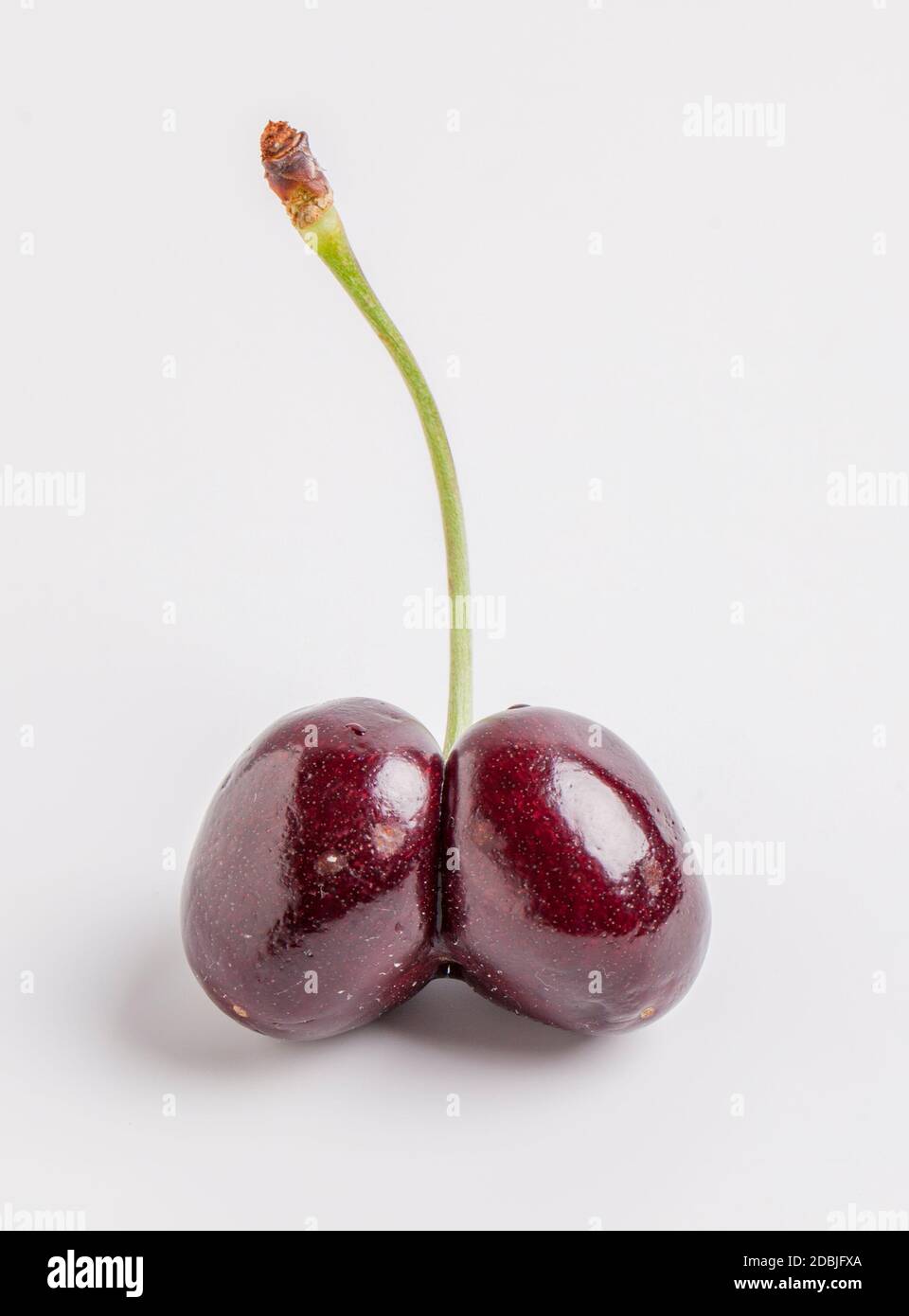 Double Cherry Stem on white background Stock Photo - Alamy