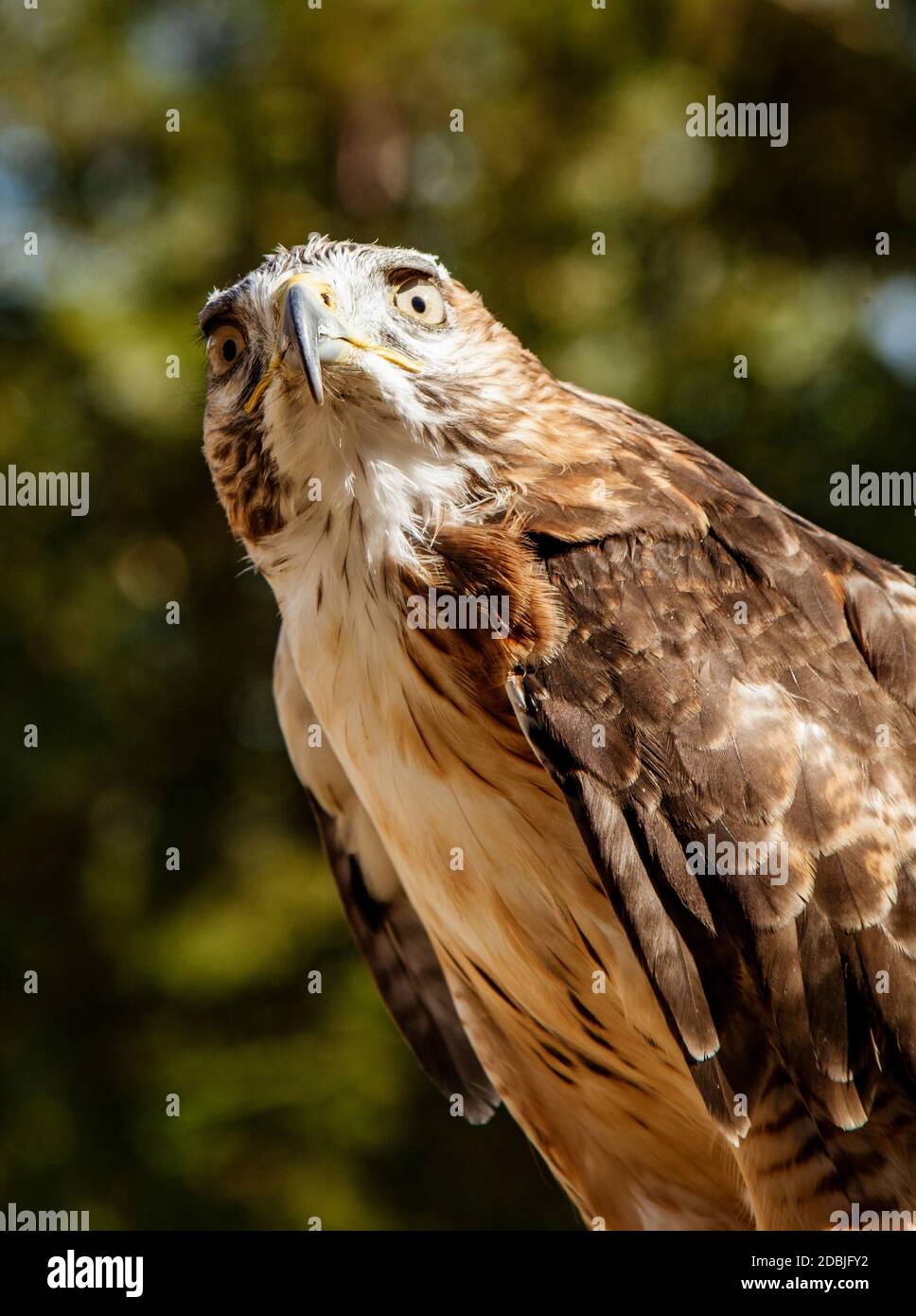 Red Tailed Hawk Staring at the Kroschel Films Wildlife Center, in Skagway, Alaska Stock Photo ...
