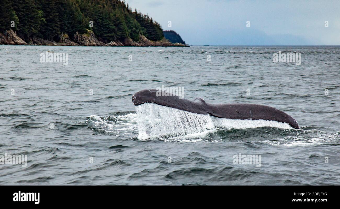 Humpback whale diving off the coast of Juneau, Alaska Stock Photo - Alamy