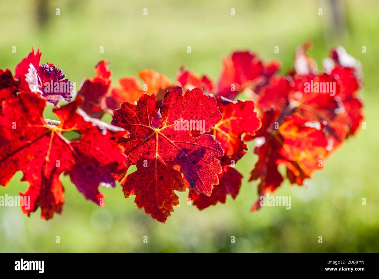 Leaves of grapevines turn vibrant colors in the Fall Stock Photo - Alamy