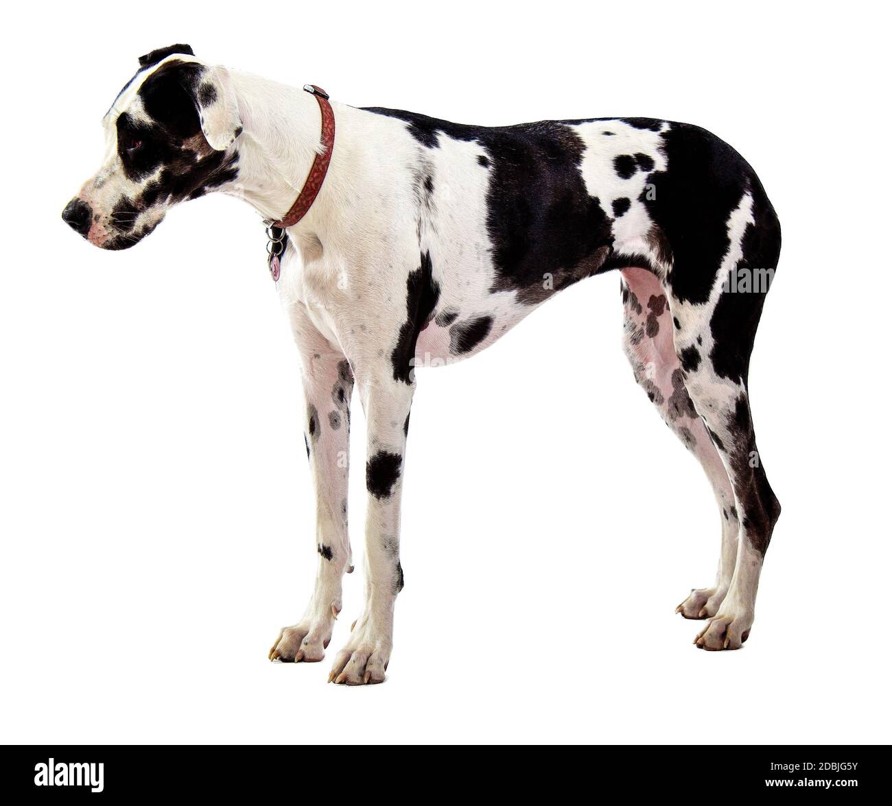 Great dane harlequin standing hi-res stock photography and images - Alamy