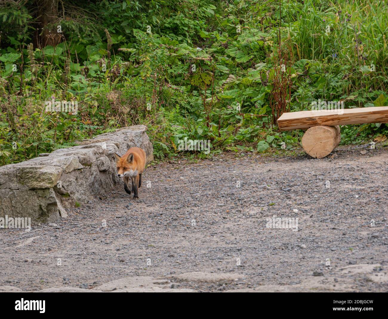 A stray red fox at a deserted resting place Stock Photo - Alamy