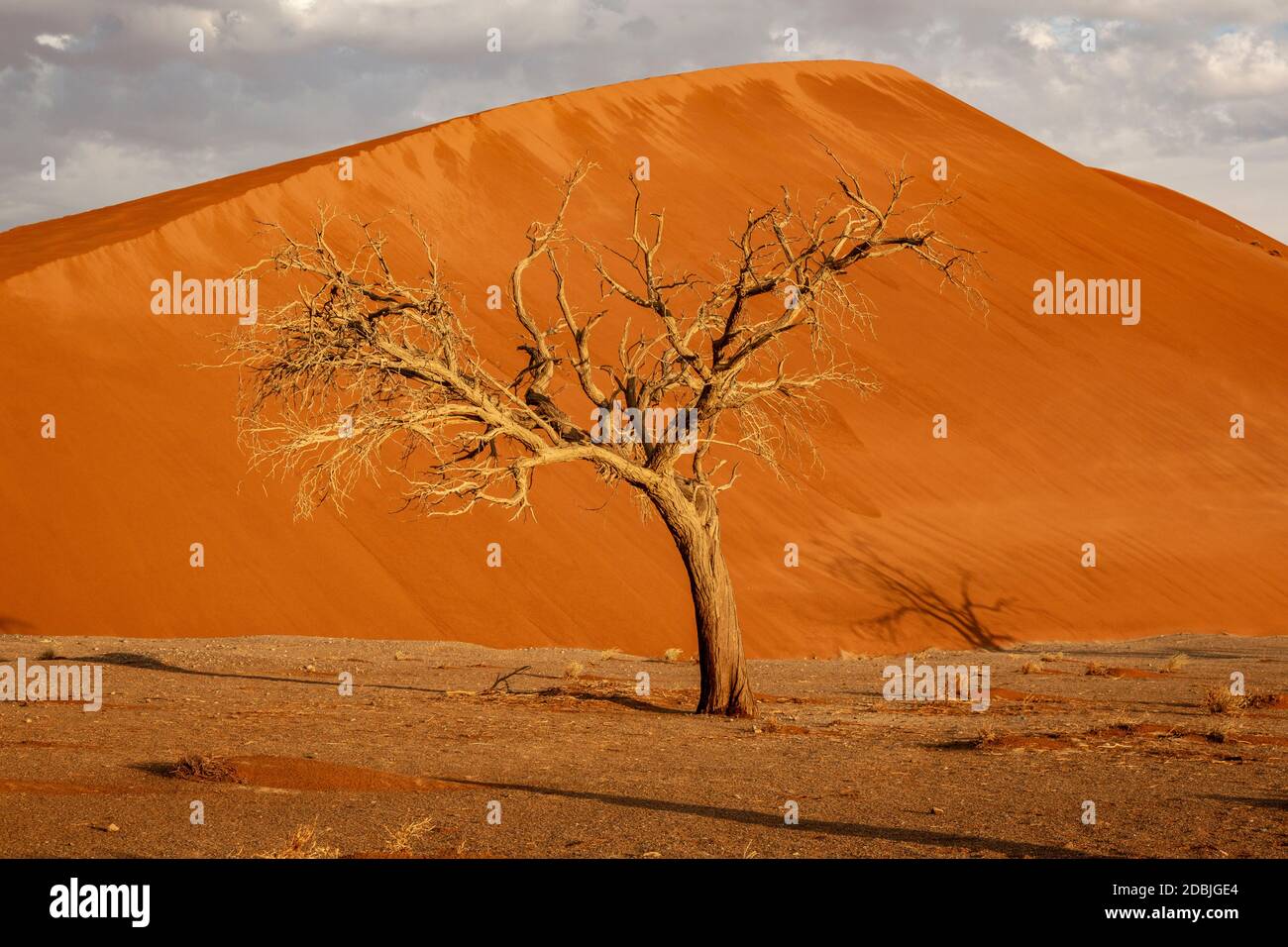 Dormant tree sits under a giant sand dune in the Winter in Namibia ...