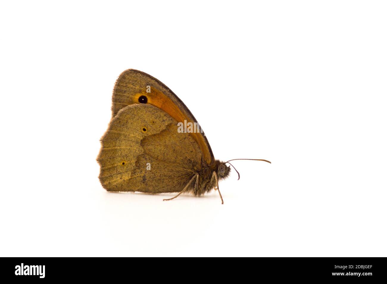 Butterfly wing photography Cut Out Stock Images & Pictures - Alamy
