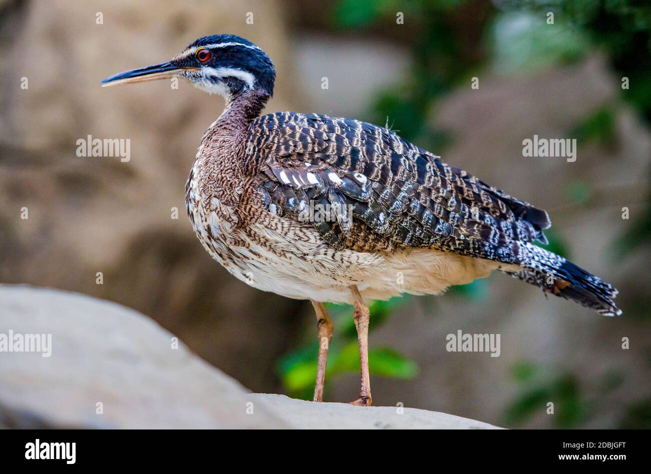 Sunbittern wing hi-res stock photography and images - Alamy
