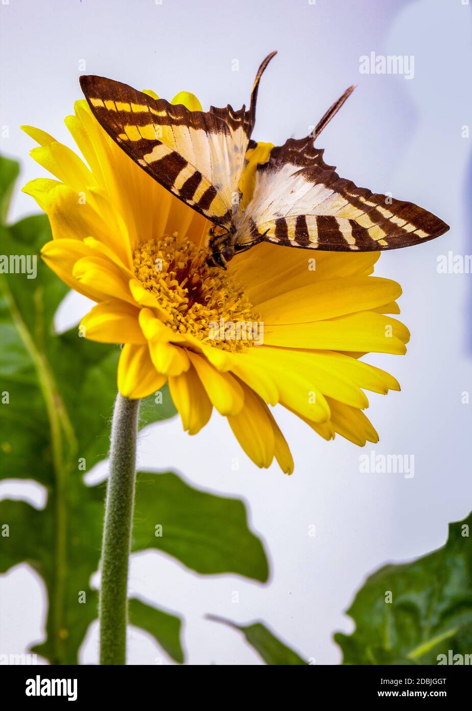 Graphium euphrates hi-res stock photography and images - Alamy