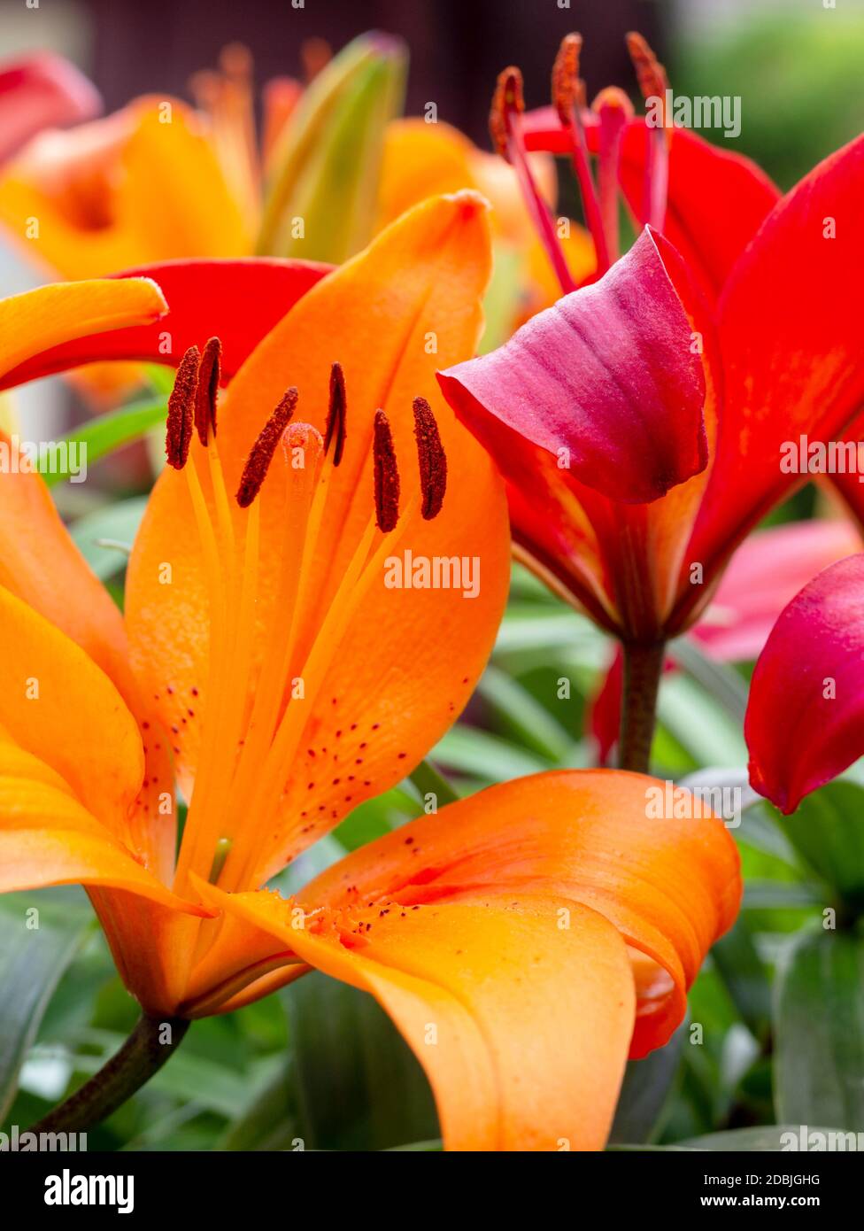 collection of pollen on a lily in a close-up Stock Photo - Alamy