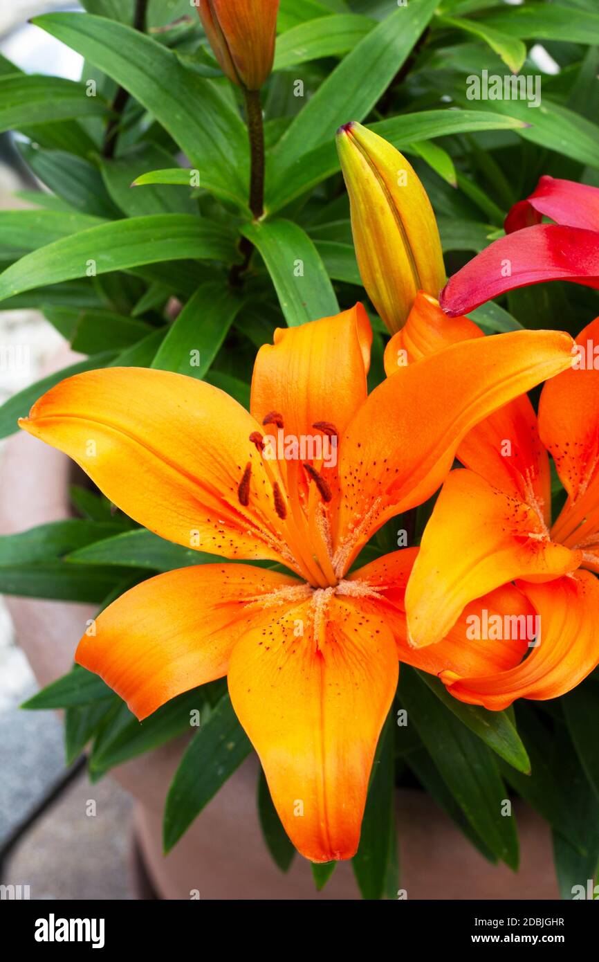 Wallpaper lilium_bulbiferum hi-res stock photography and images - Alamy