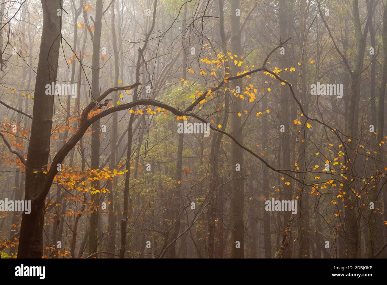 Misty Morning at Nomanshill Woods in Nottinghamshire England UK Stock ...