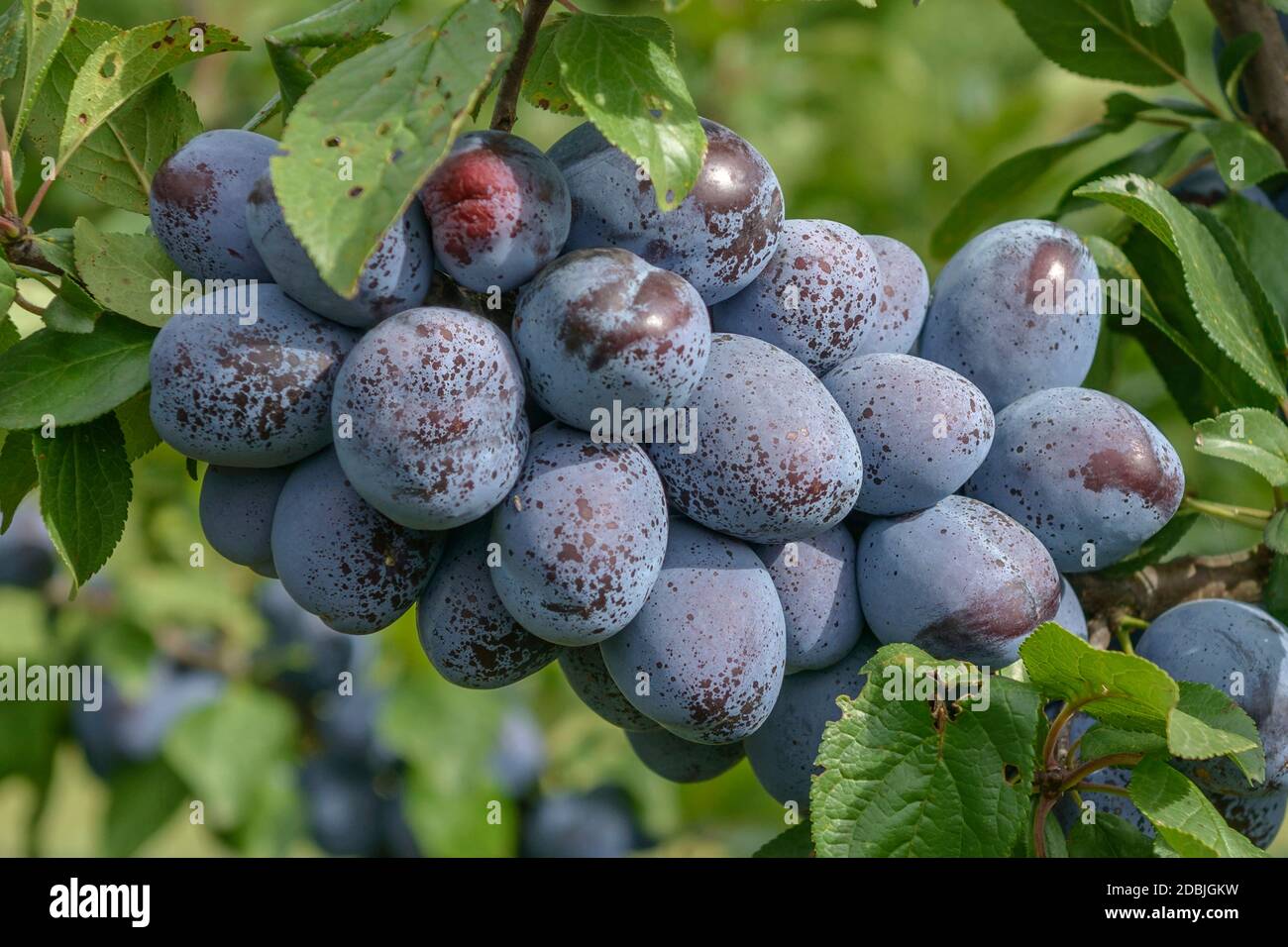 Pflaume hi-res stock photography and images - Alamy