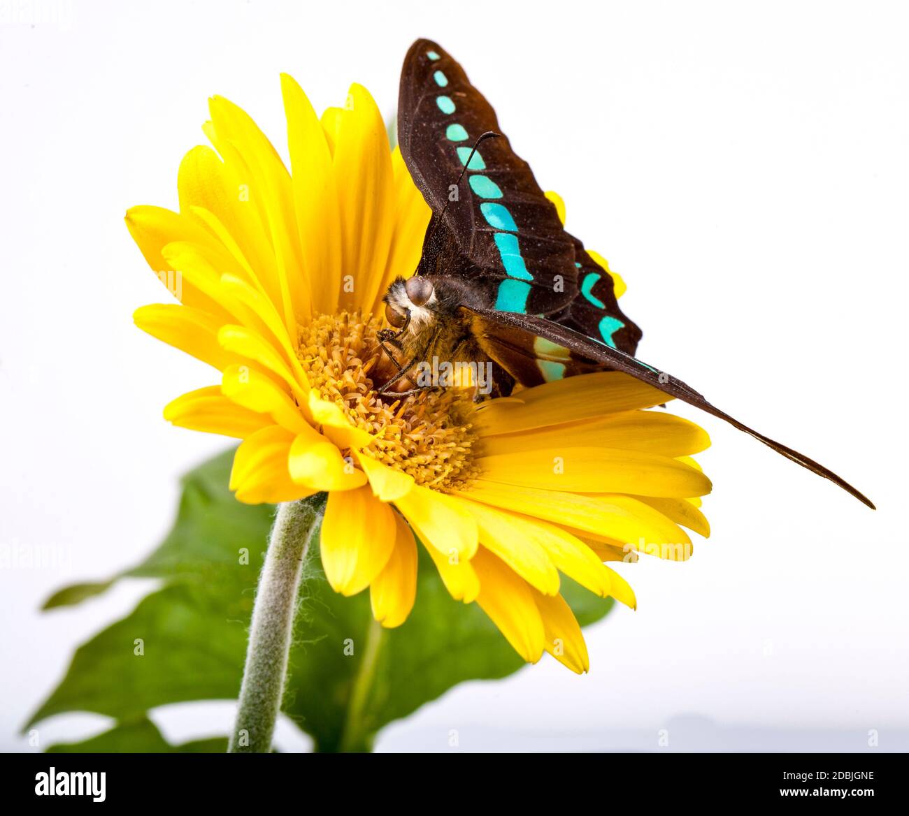 Graphium milon hi-res stock photography and images - Alamy