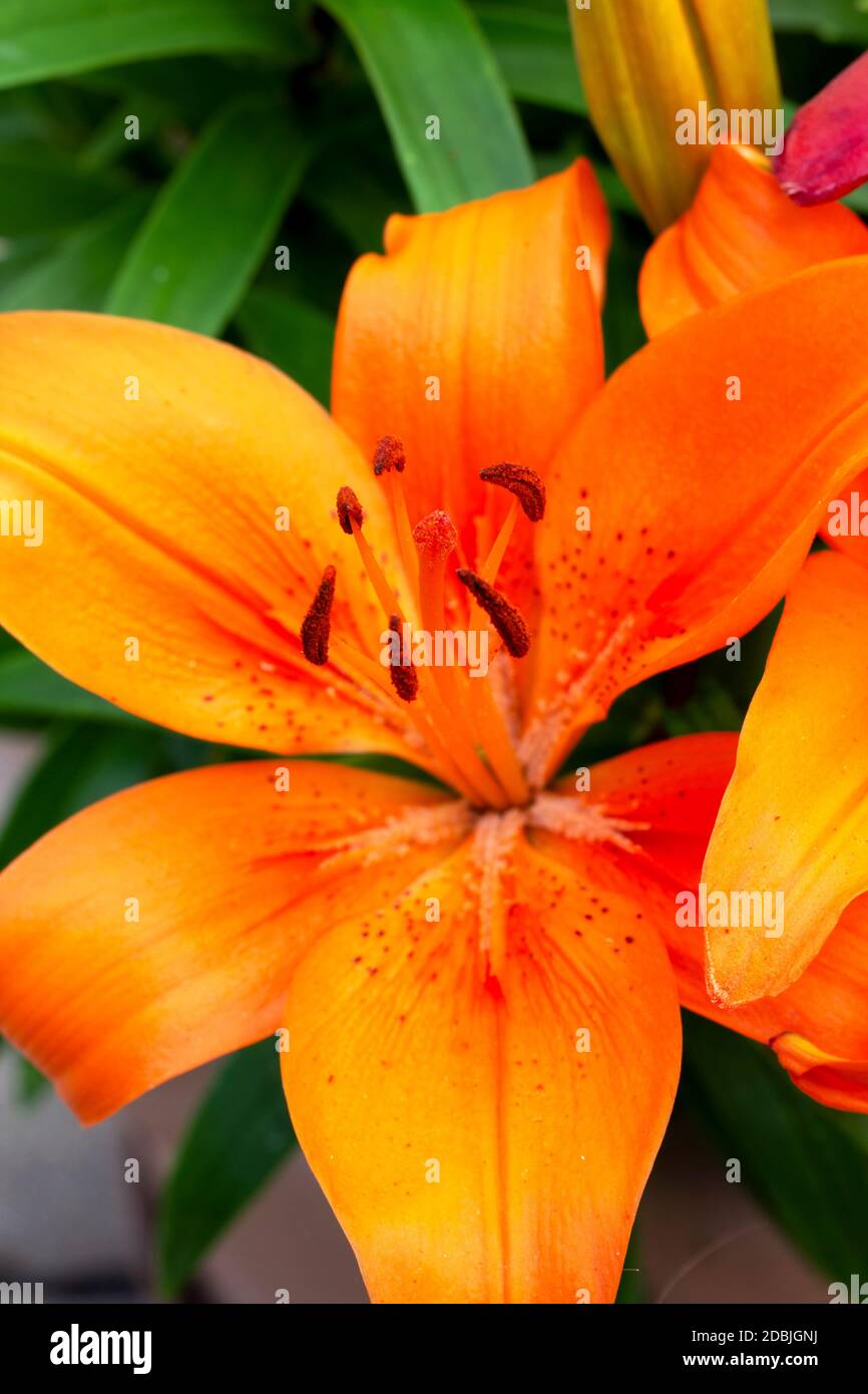 collection of pollen on a lily in a close-up Stock Photo - Alamy