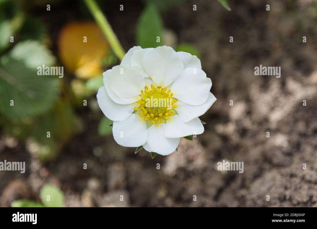 Opened white flower of a strawberry berry plant Stock Photo - Alamy