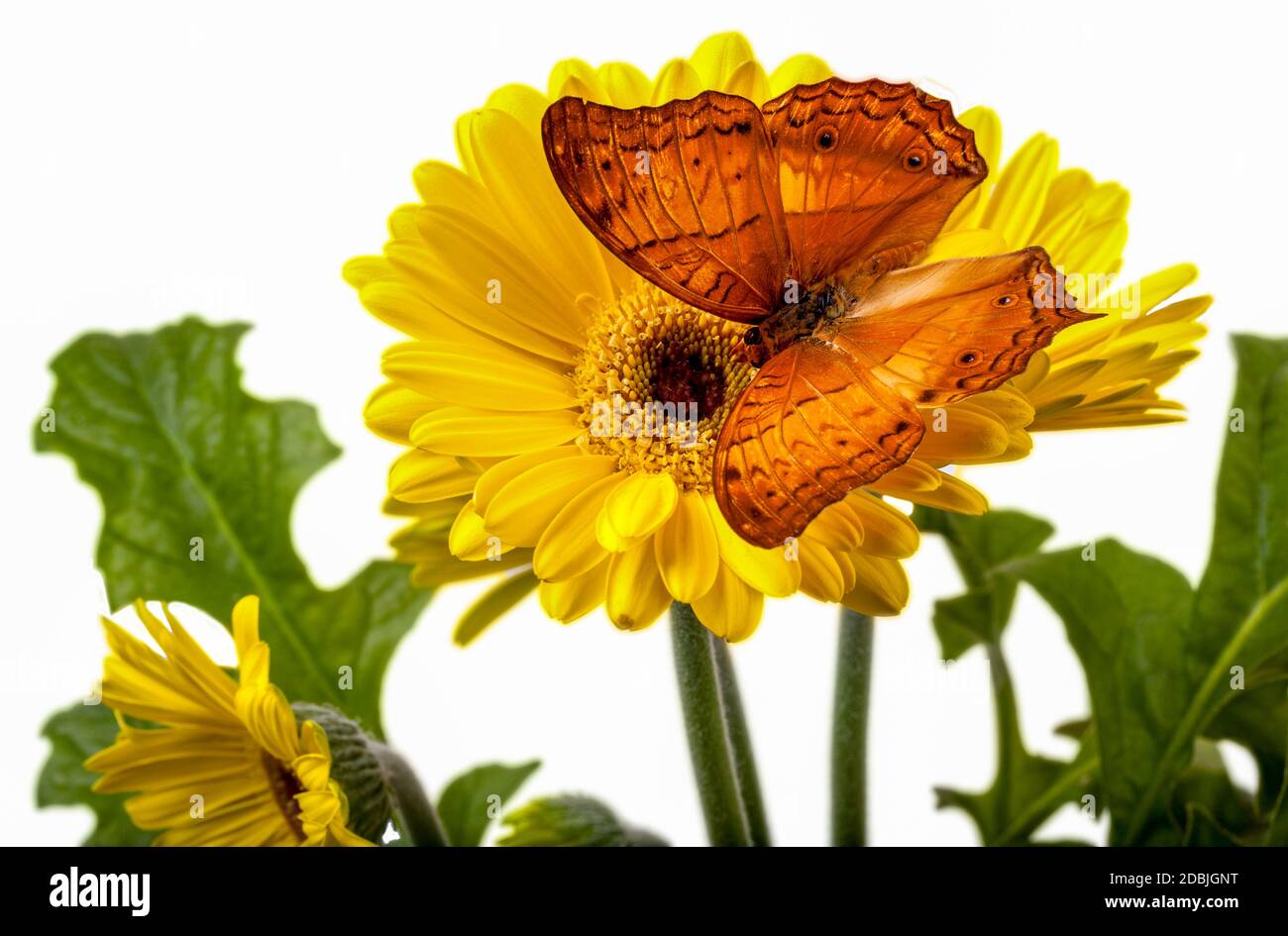 Cruiser Butterfly Vindula Erota on Yellow Gerbera Daisy Stock Photo - Alamy
