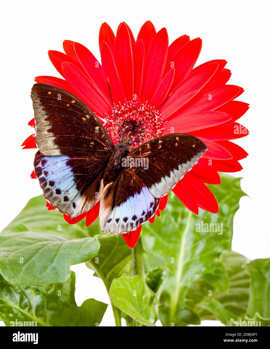 Archduke Butterfly Lexias Pardalis on Red Gerbera Daisy Stock Photo - Alamy