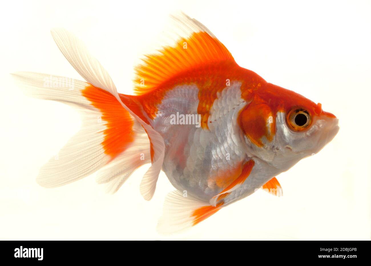 Isolated Approaching Goldfish swimming towards camera, close-up on ...