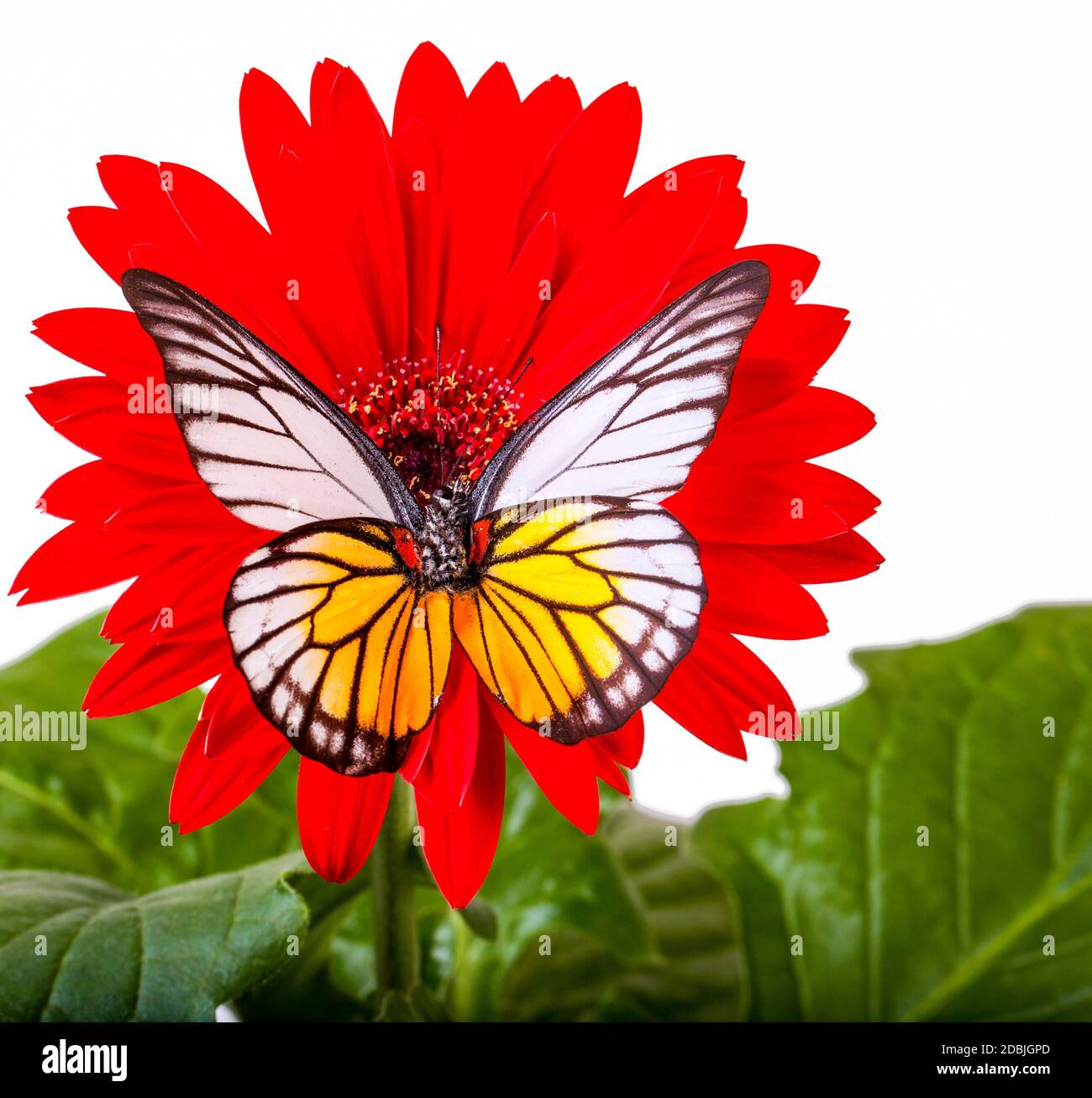 Redspot sawtooth hi-res stock photography and images - Alamy