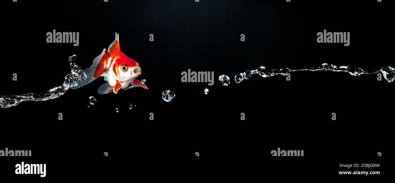 Flying goldfish hi-res stock photography and images - Alamy