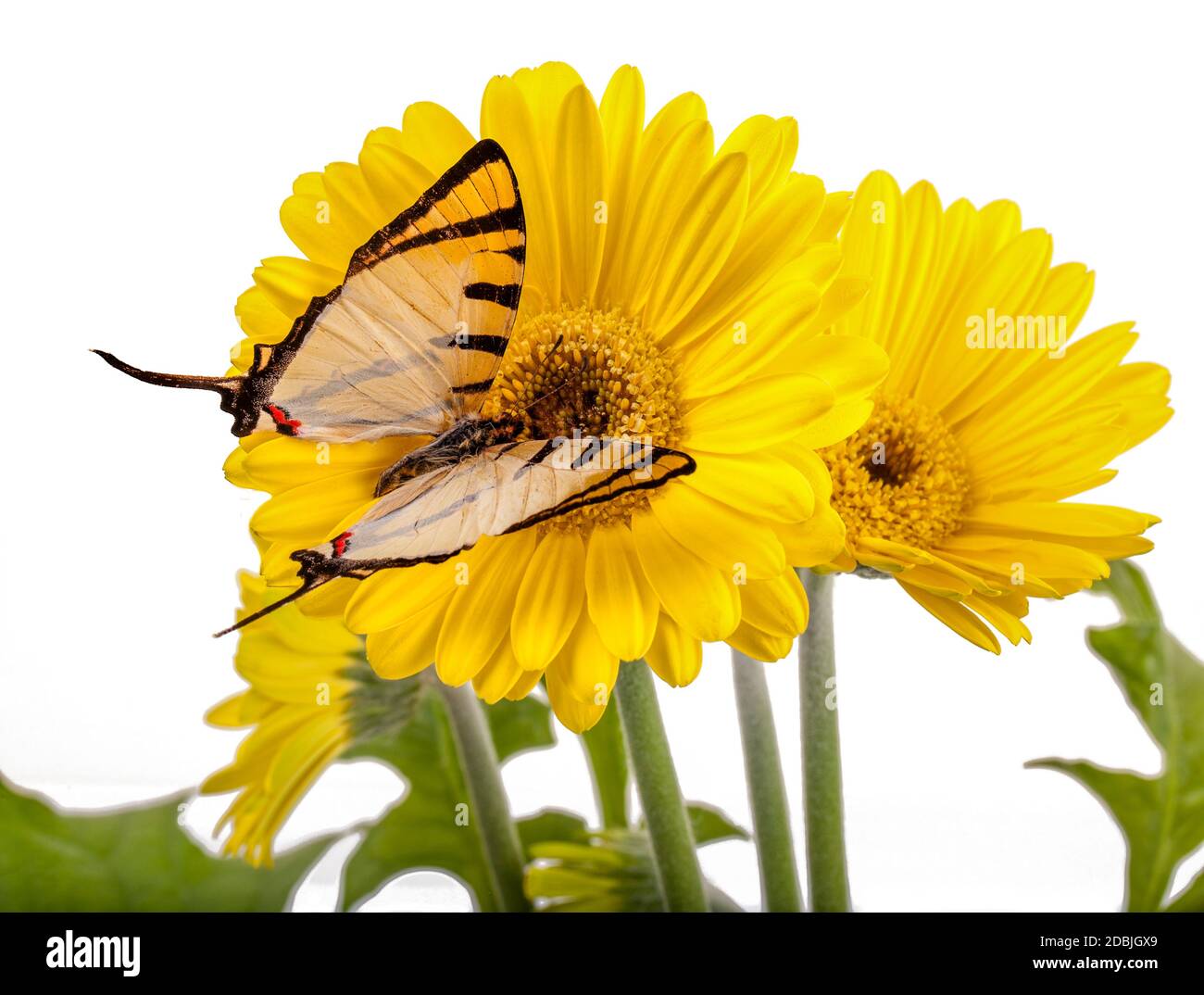 Four bar butterfly hi-res stock photography and images - Alamy