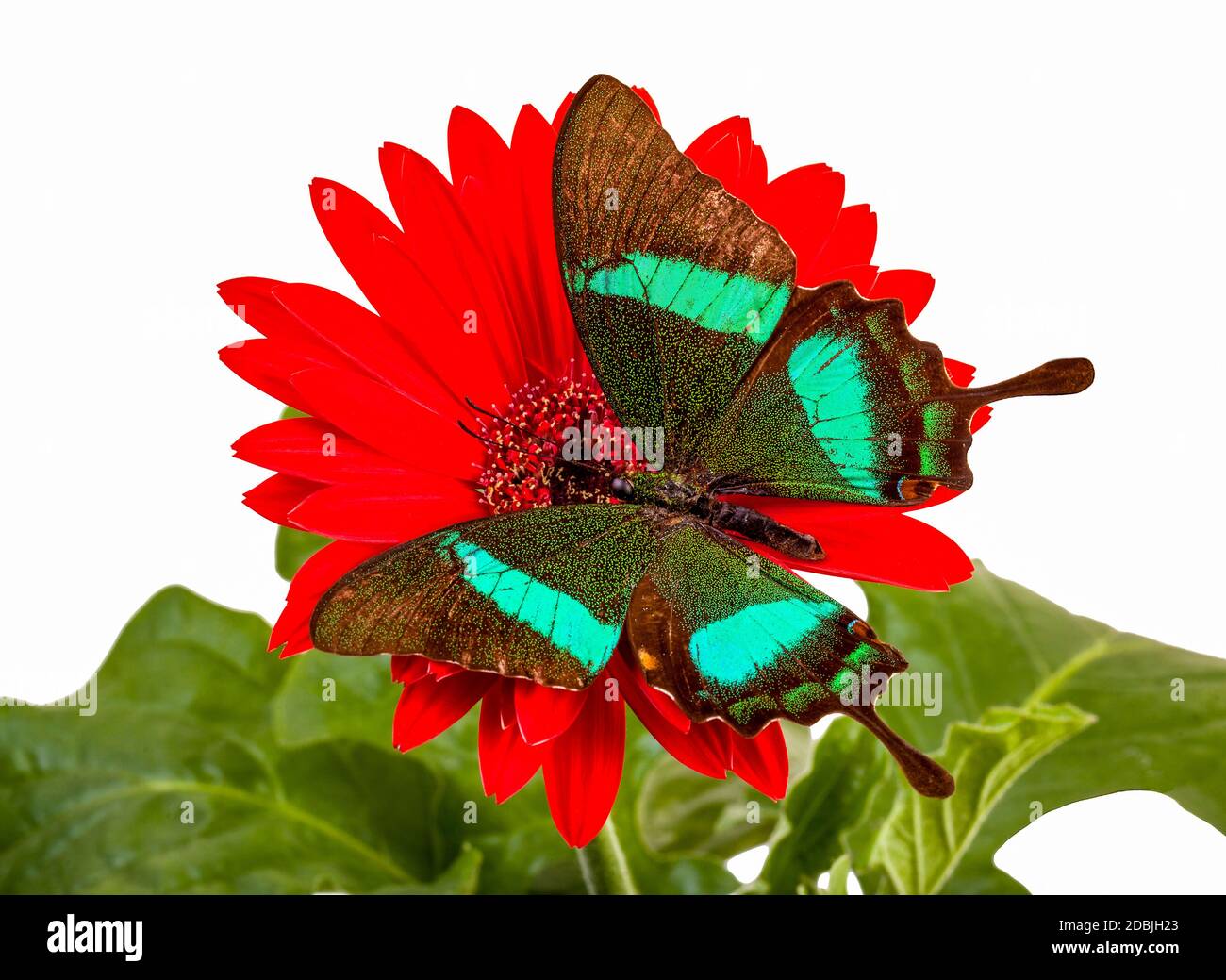 Emerald swallowtail butterfly hi-res stock photography and images - Alamy