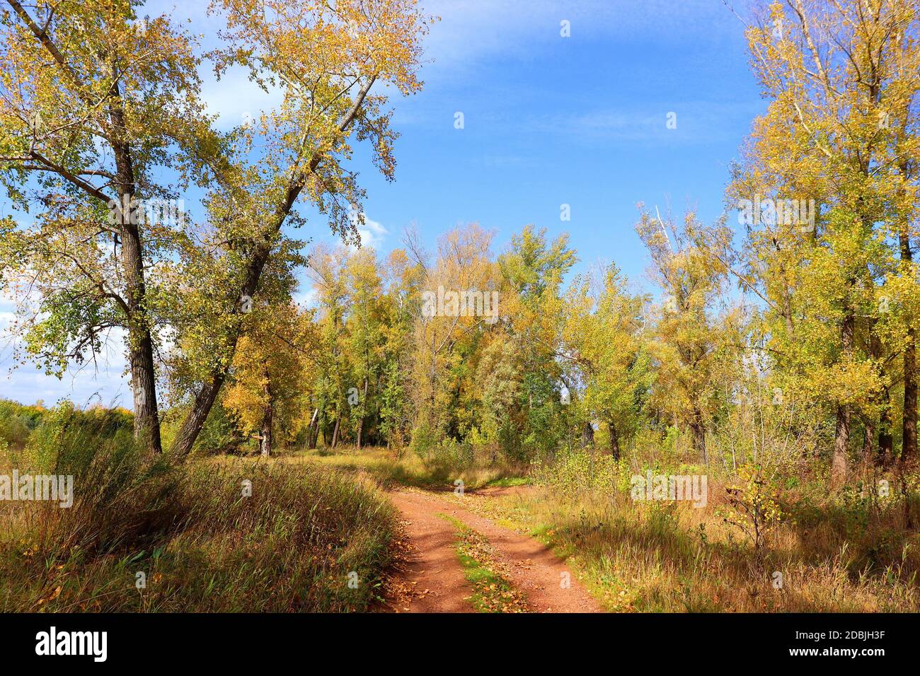 autumn landscape in forest with way Stock Photo - Alamy