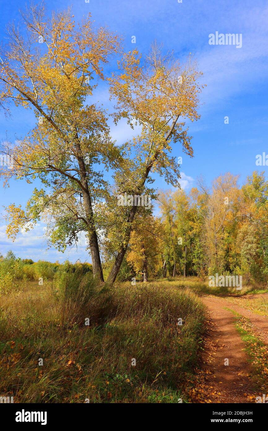 autumn landscape in forest with way Stock Photo - Alamy
