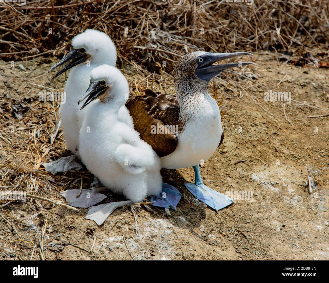 Fully grown chicken hi-res stock photography and images - Alamy